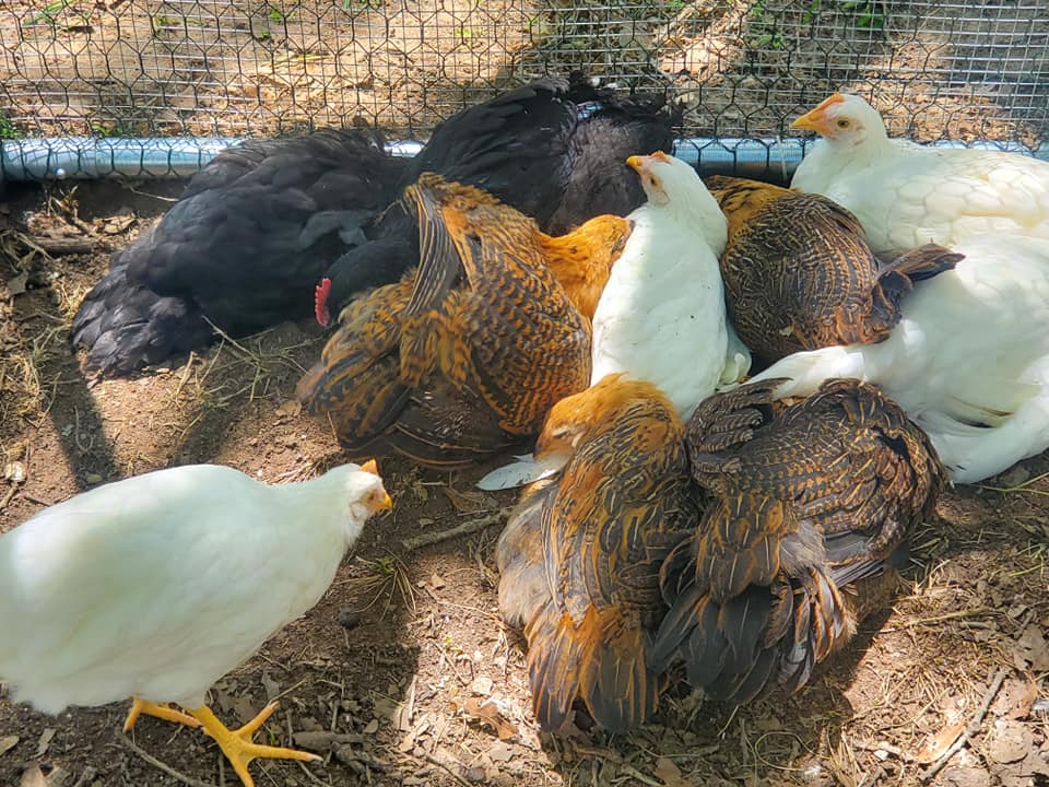 Four Equals Ten in Chicken Math – Going Green In Texas